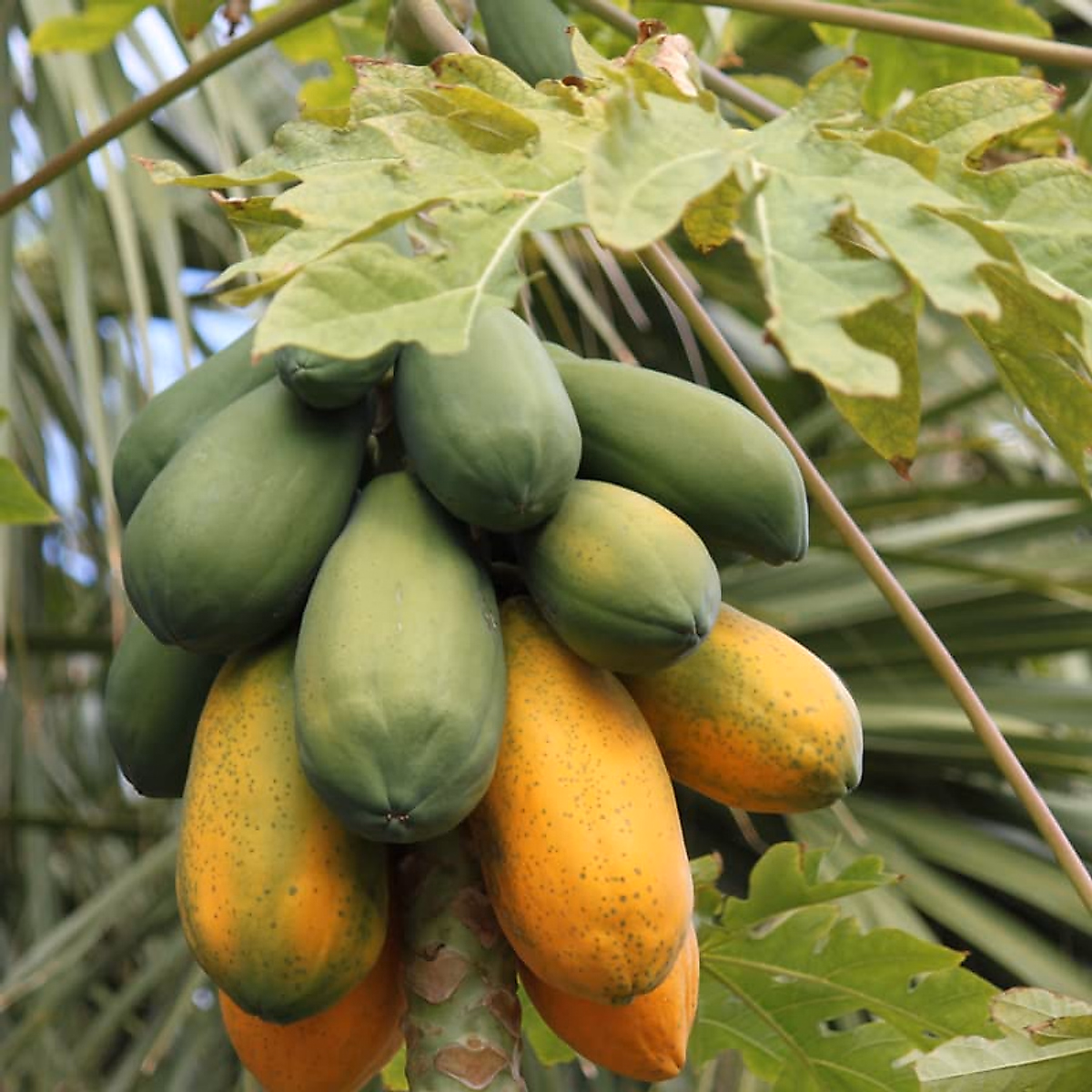 50 Caribbean Red Papaya Seeds Fast Growing Fruit Tree Seeds for Planting