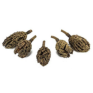Josh's Frogs Magnolia Pods (Includes 5 Pods)