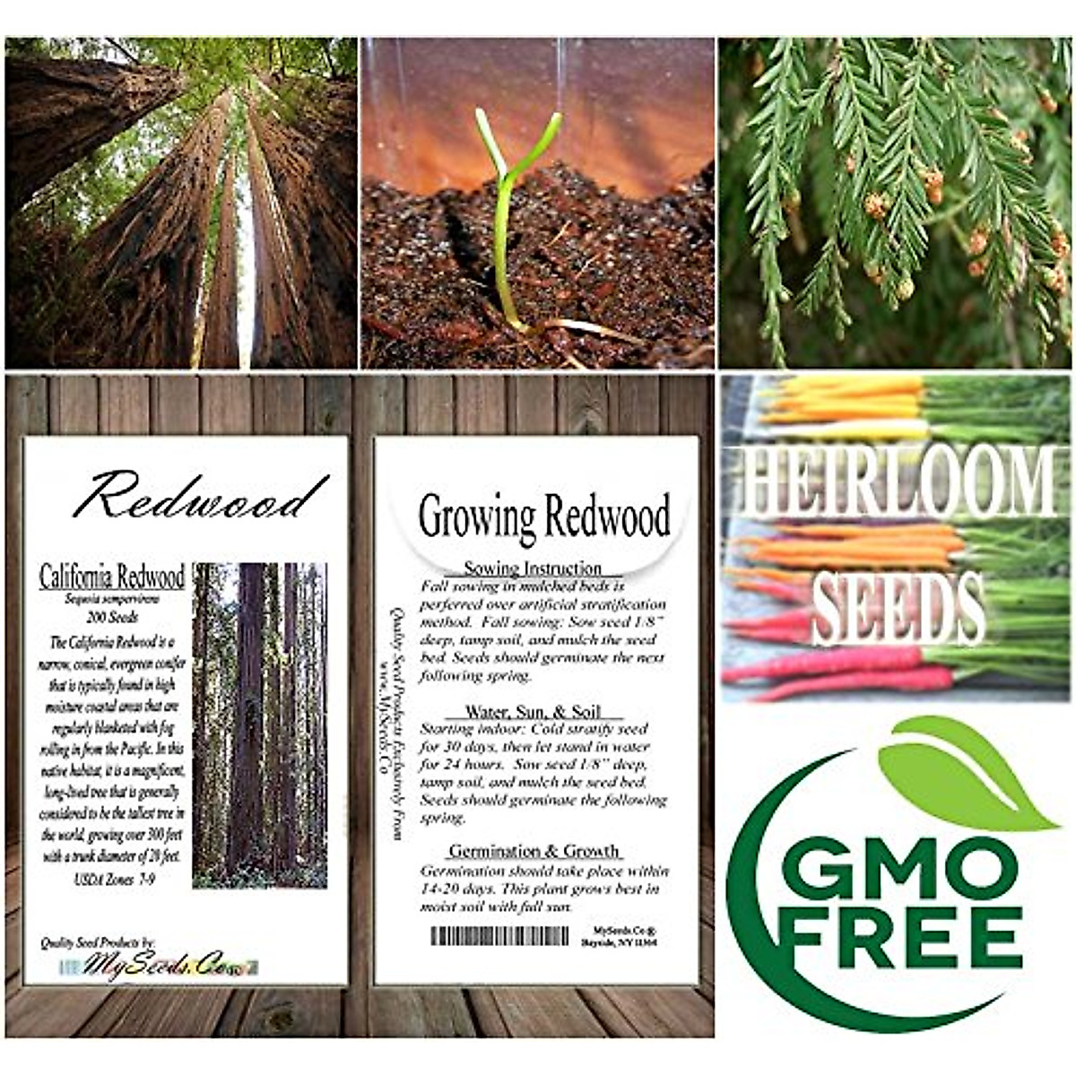 Cedar, Dogwood, Pine, Redwood, Spruce, Tree Seed by MySeeds.Co, You Choose The Color n Quantity (1 Pack, California Redwood - Big Pack)