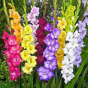 Complete Summer Flower Bulb Garden - 75 Bulbs for 50 Days of Continuous Blooms (Summer Color from July Through October) - Easy to Grow Summer Planting Bulbs by Willard & May