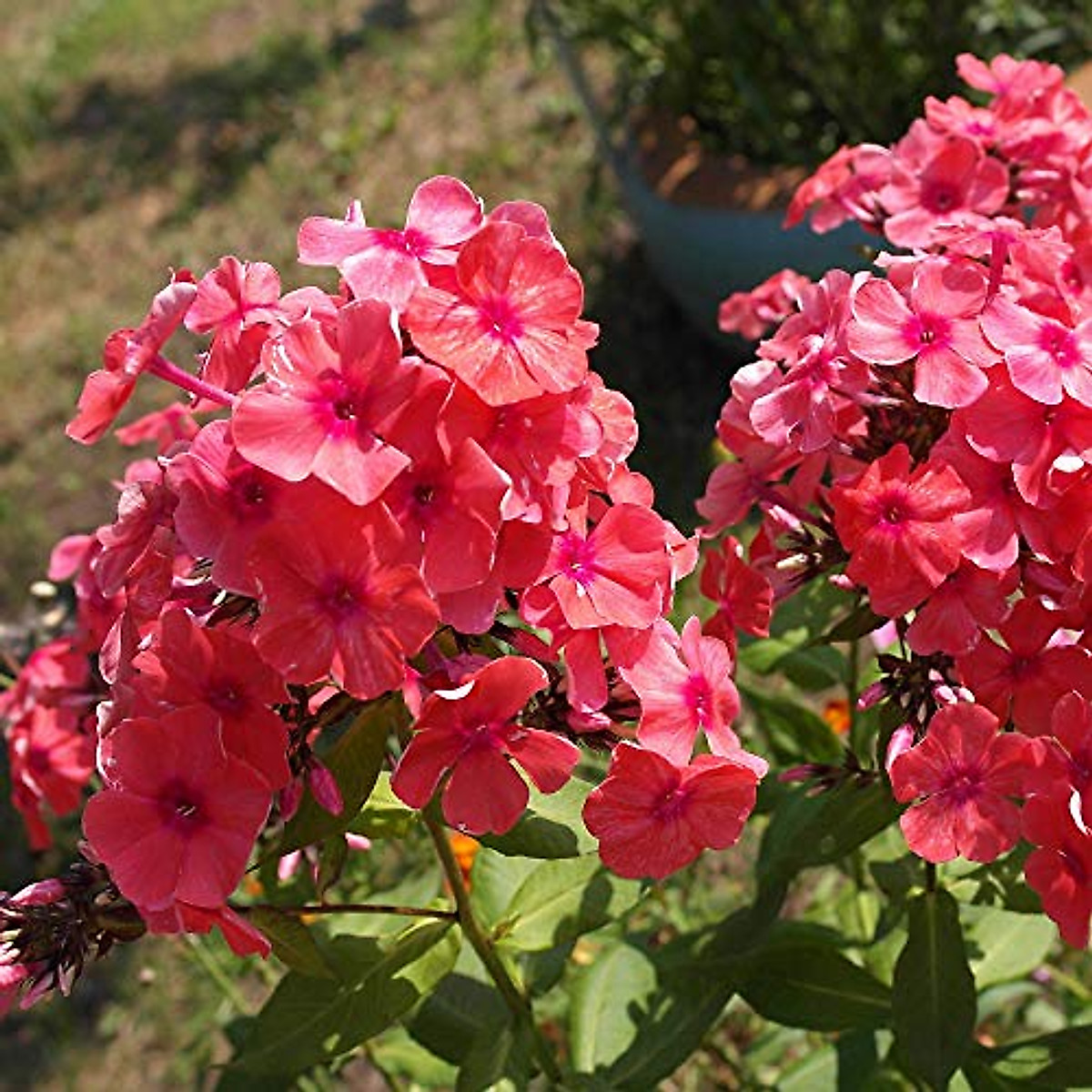 Outsidepride Phlox Crimson Ground Cover, Garden Flowers, Bedding & Container Plants - 1000 Seeds