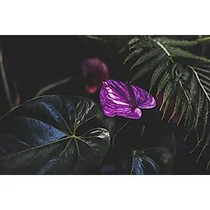 Posterazzi DPI12451502 Close-up of a Tropical Plant with Vibrant Purple Flowers and Broad Green Leaves Vancouver, British Columbia, Canada Photo Print, 19 x 12, Multi