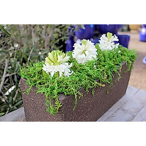 SuperMoss (25320) Forest Moss Preserved, Fresh Green, 2oz