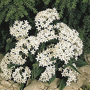 Outsidepride Pentas White Garden Flower Container Plant - 50 Seeds