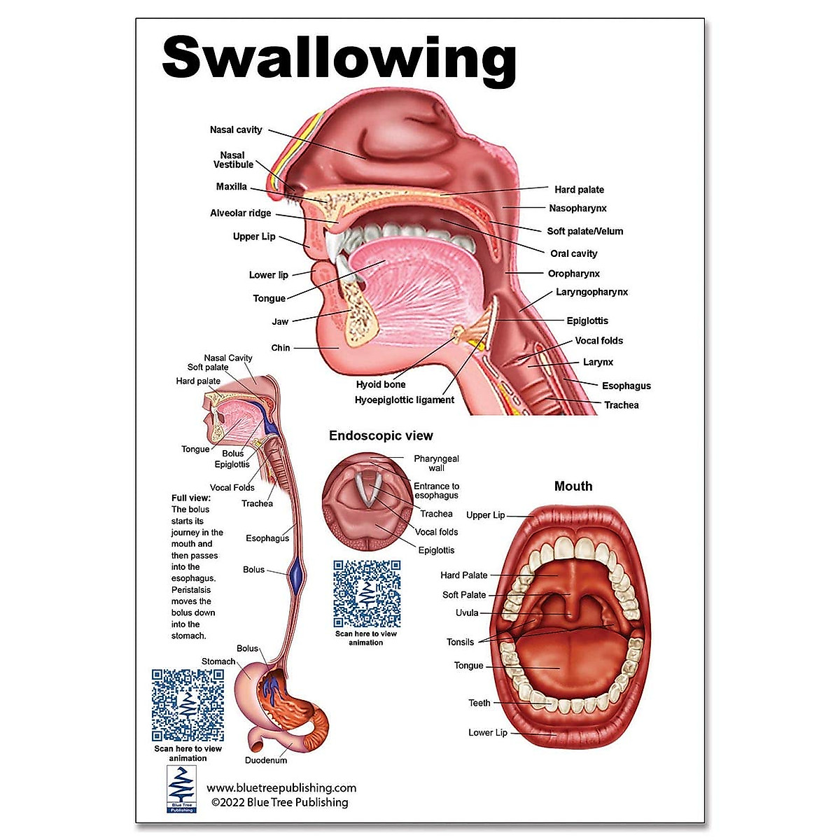Blue Tree Publishing Swallowing anatomy education With QR Codes to see active animation (A4 laminated chart)