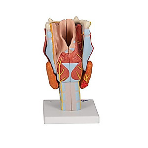 3B Scientific G21 Larynx 2x life size 7-part - 3B Smart Anatomy