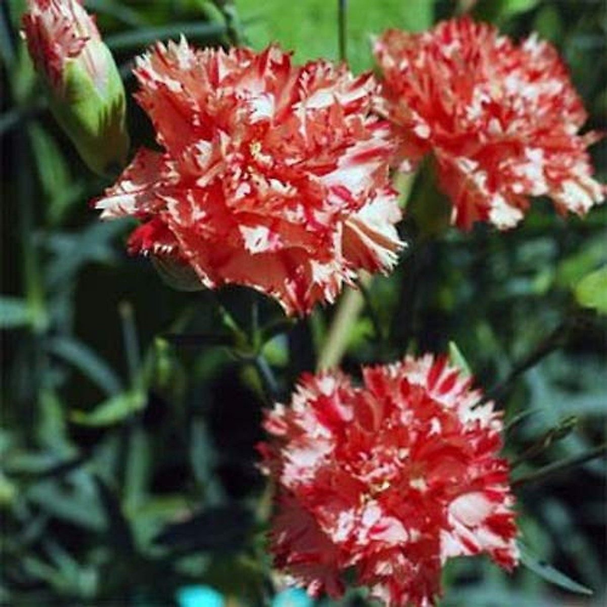 Outsidepride Dianthus Carnation Chabaud Avranchin Garden Cut Flower - 1000 Seeds