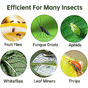36 Pack Sticky Traps Plant Trap for Fungus Gnat, Fruit Fly Traps for Mosquito and Bug Indoor & Outdoor, Pest Insect Catcher Killer
