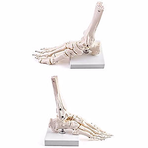 QWORK Human Foot Skeleton Model, Life Size Medical Anatomy Foot and Ankle Model, Right, Fully Articulated, for Medical Study & Science Classroom