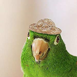 balacoo 6pcs Parrot Birds Straw Woven Hat Funny Mini Size Bamboo Hat Cockatiel Parakeets Canary Conure Party Head Wear for Parrot Parakeet Bearded Dragons