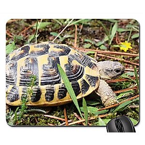 Mouse Pad - Turtle Nature Carapace Little Turtle Animal