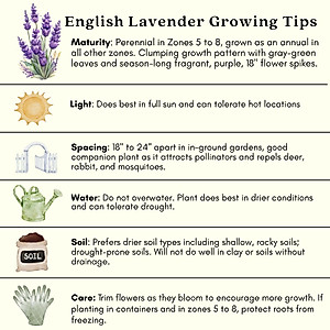 Clovers Garden English Lavender (Lavandula) Hidcote Blue Plants – Two (2) Live Plants – Non-GMO - Not Seeds - Each 4" to 8" Tall – in 4" Inch Pots - Compact Growth