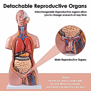 breesky Human Body Model Anatomy Torso Life Size Unisex Doll Medical Torso 23 Removable Parts 33.4 inch Education Organs Model for Medical Students Science Learning Study