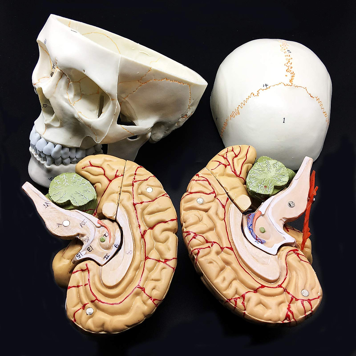 Human Skull with Brain Anatomical Model 8-Part Life-Size Anatomy for Science Classroom Study Display Teaching Medical Model