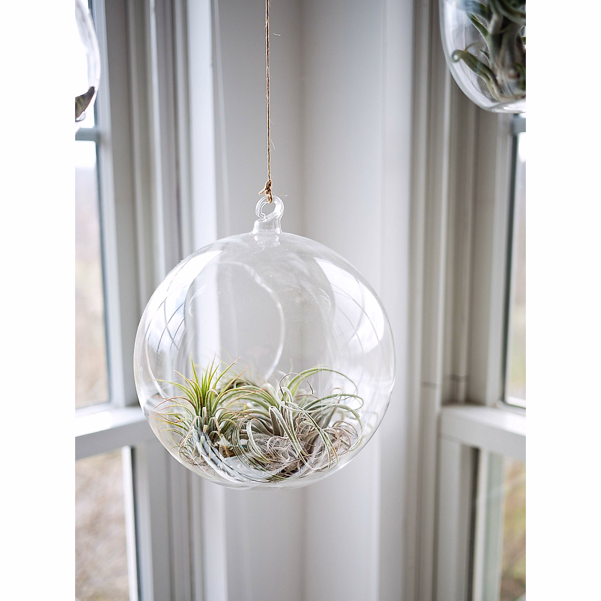 WGV Hanging Terrarium Globe, Width 8", Height 9", DIY Air Succulent Planter, Clear Glass Vase Orb with Flat Bottom, Candle Holder for Windowsill Outdoor Garden Decor, 6 Pieces Bulk