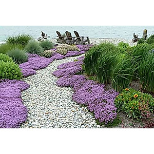 KVITER Solution Creeping Thyme 6000+ Seeds-Walk on Me,Thymus Serpyllum Herb Flower Hardy Ground Cover Seeds, Elfin Thyme Perennial Fragrant Flowers Planting