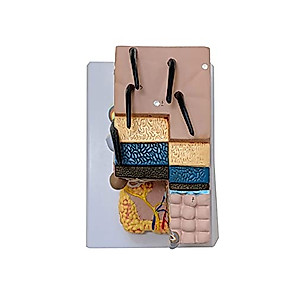 Anatomy Lab 70X Enlarged Human Skin Anatomical Model, Anatomy Model of Skin and Hair Follicles for Science Classroom Study Teaching Model