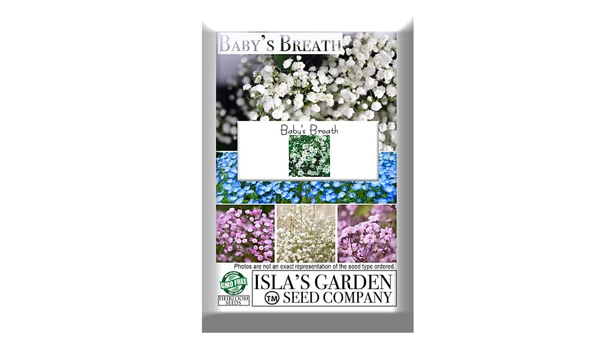 Baby's Breath Seeds - 2000+ Heirloom Non-GMO Flower Seeds | Isla's Garden