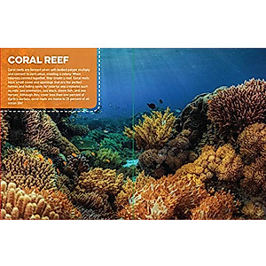 Discovery Real Life Sticker Book: Ocean (Discovery Real Life Sticker Books)