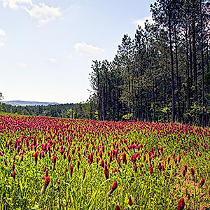 Outsidepride Crimson Clover Legume Seed for Pasture, Hay, Green Manure, Cover Crop, Wildlife Forage, & More - 5 LBS