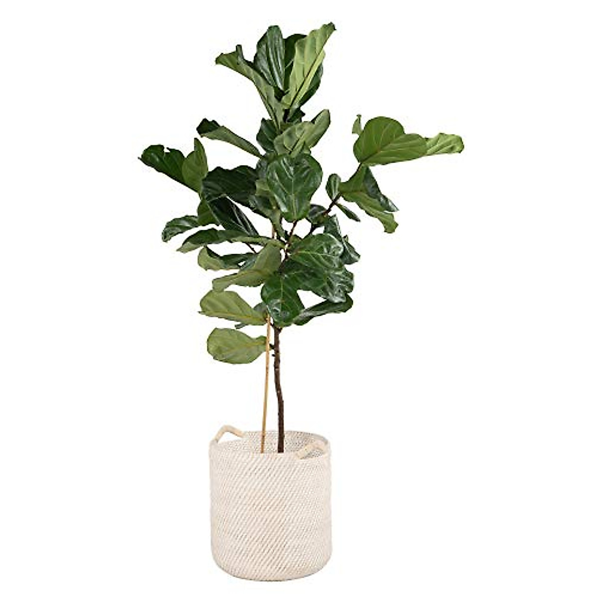 Kouboo Laguna Round Ear Handles, White-Wash Rattan Storage Basket