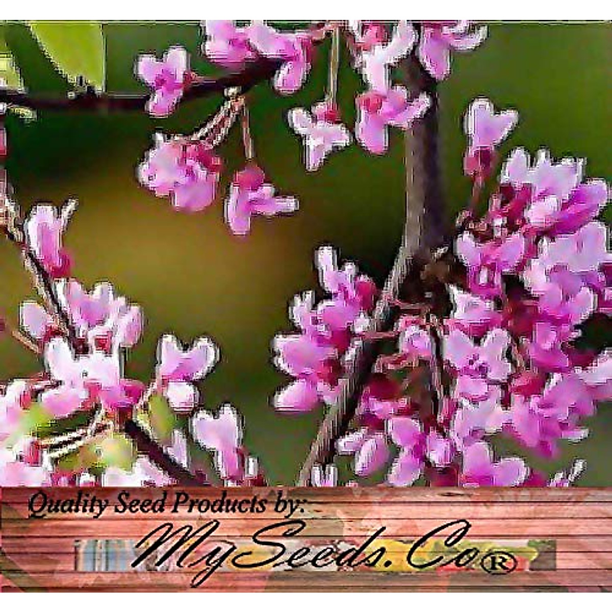 Big Pack - (500) Eastern Redbud Tree Seeds - Cercis Canadensis - Gorgeous Purplish-Pink Blossoms - Very Cold Hardy Zones 4-9 - Big Pack Seeds by MySeeds.Co (Big Pack - Eastern Redbud)