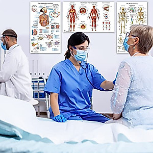 6 Anatomy Posters - 18x30, Medical Posters, Skeletal System, Female and Male Muscular Systems, Respiratory System, Circulatory System, Endocrine System, Anatomical Charts, Human Anatomy Learning, Nursing, Chiropractic, Medical Decor, Laminated