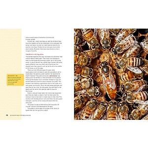 Beekeeping for Beginners: How To Raise Your First Bee Colonies