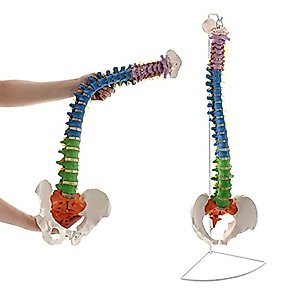 Dyna-Living Life Size Human Spine Model 33.46in/85cm Spine Anatomical Model Colored Flexible Spine Model with Vertebrae Cervical Lumbar Spine Anatomy Model with Nerves Used for Medicine Research