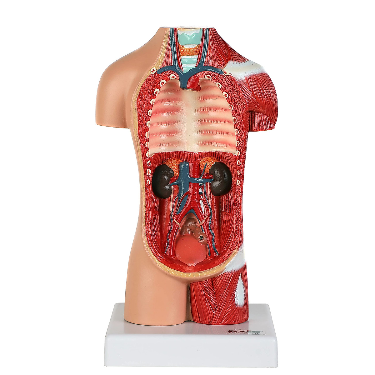 Axis Scientific 14-Part Unisex Micro Torso Anatomy Teaching Model, Includes Teaching Booklet