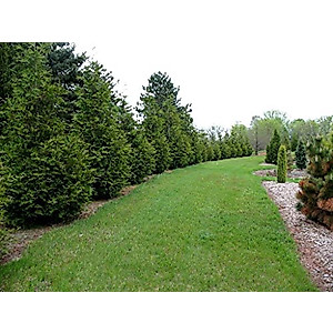 Thuja Arborvitae Green Giant - 12 Live Quart Size Plants - Evergreen Privacy Trees