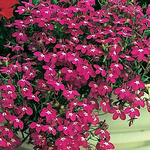 Outsidepride Lobelia Rosamond for Edging Borders, Rock Gardens, Hanging Baskets, Window Boxes, & Ground Cover - 10000 Seeds