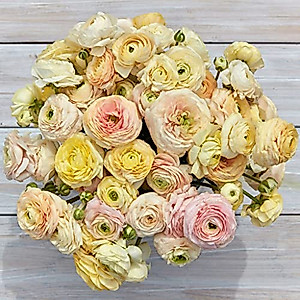 Ranunculus Bulbs - Wedding Pastel - 40 Bulbs - Mixed Flower Bulbs, Corm Attracts Bees, Attracts Pollinators, Easy to Grow & Maintain, Fragrant, Container Garden
