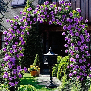 QAUZUY GARDEN 100 Purple Rose Rosa Seeds | Non-GMO Heirloom Flower Seed Striking Perennial Bush Vine Climber Fragrant Flower to Plant Home Garden & Attract Pollinators