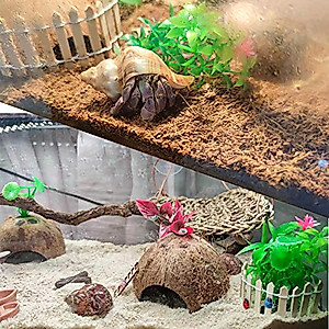 Hermit Crab Shells 17PCS (9 Types) Medium Small Growth Turbo Seashells 0.6-1.6 Inch Various Openning Size Natural
