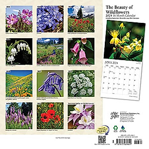 The Beauty of Wildflowers | 2024 12 x 24 Inch Monthly Square Wall Calendar | Sticker Sheet | StarGifts | Outdoor Plant Floral