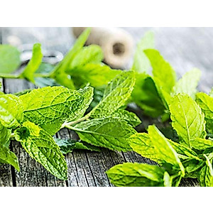 Gaea's Blessing Seeds - Mint Seeds - Non-GMO Seeds with Easy to Follow Planting Instructions - Spearmint - 90% Germination Rate