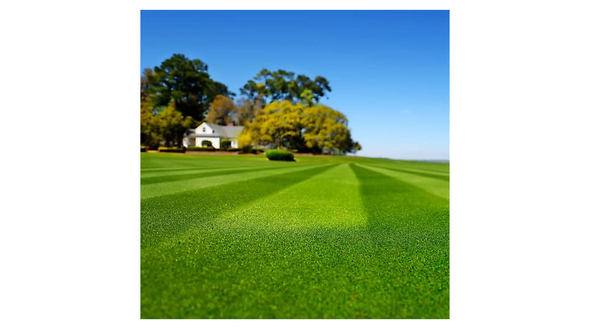 Maya Blackjack II Bermuda Grass Seed 5 Lbs. - Elite Turf Quality