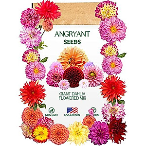 Giant Dahlia Flowered Mix - Beautiful Flowers Seeds for Planting Outdoors in Your Home Garden - 144+ Non GMO Seeds Per Packet - Mix Seeds to Attract Pollinators: Birds, Butterflies, and Bees