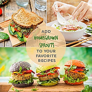 Organic Broccoli Sprouting Seeds By Handy Pantry | 1 Pound Resealable Bag| | Non-GMO Broccoli Sprouts Seeds, Contain Sulforaphane