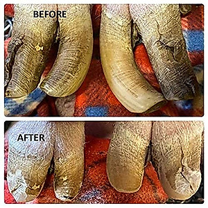 Complete Pig Hoof Trimmer Set – Electric Plug in - 110 Volt - Accessories Included