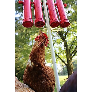 RentACoop Chicken Treat Dispenser - Suitable for Small and Large Treats - Includes Post for Indoor and Outdoor Placement - Large Size with 4 Tubes