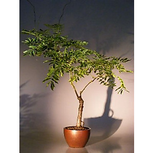 Bonsai Tree Chinese Wisteria Tree Seeds, 10 Pack - Highly Prized Flowering Bonsai, Wisteria sinensis - 10 Seeds to Grow