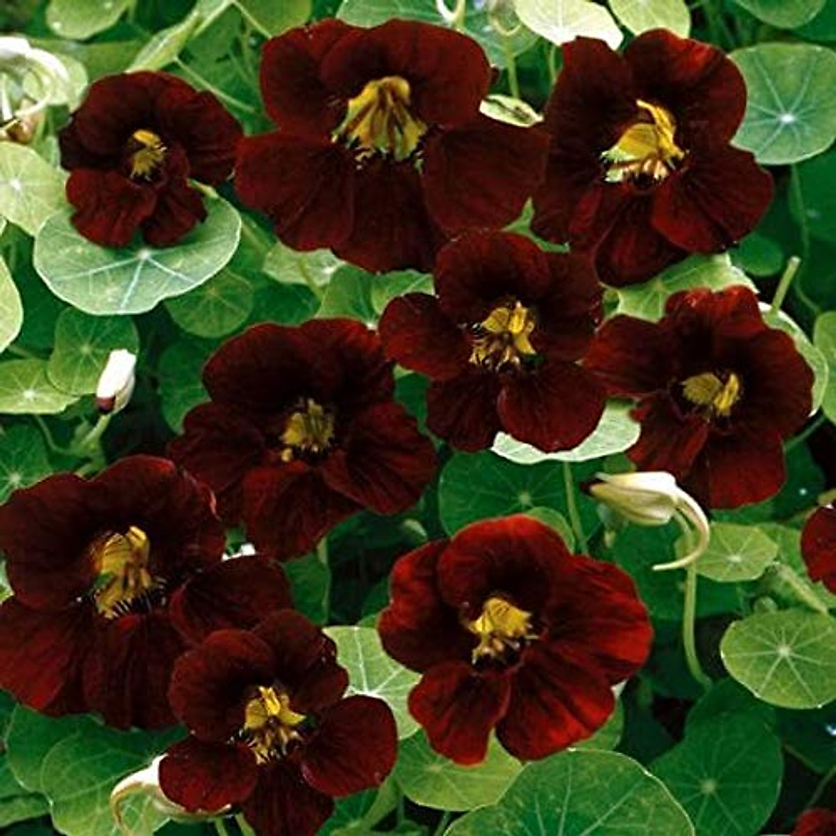 Outsidepride Tropaeolum Nasturtium Black Velvet Climbing Flowering, Dwarf Plants - 200 Seeds