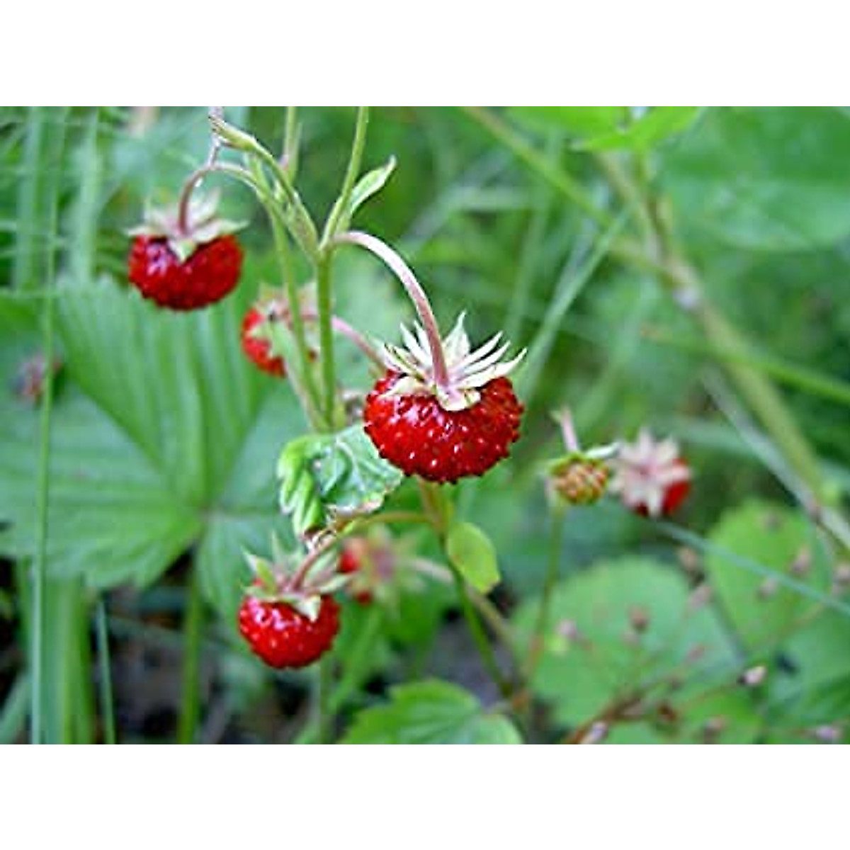 Strawberry Seeds, Woodland Wild Strawberry Fruit/Plant Seeds, 150 Strawberry Seeds Per Packet, Non GMO Seeds, (Fragaria vesca), Isla's Garden Seeds