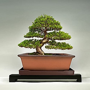 MUZHI Decorative Ceramic Bonsai Planter Pot 8.5 Inch with Tray, Breathable Unglazed Rectangle Terracotta Clay Pot for Tree Succulent Cactus Indoor Outdoor Red Brown