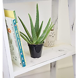 Aloe Vera Plant Live Succulent Plants, Live Aloe Vera Plant Succulents, Live Aloe Plant in Aloe Plant Pot, Aloe Plants Live Indoor Plants, Live Aloe Vera Plant Indoor House Plants by Plants for Pets