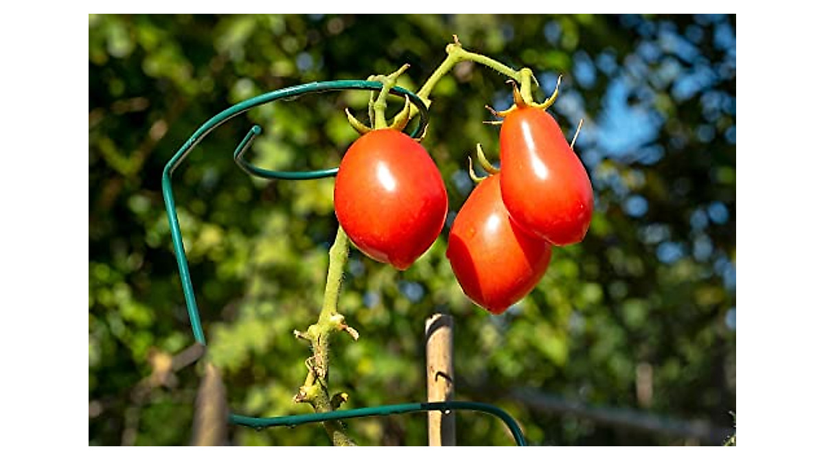 Italian Roma Tomato Seeds - Heirloom & Non-GMO