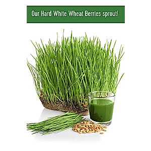 Non-GMO Project Verified Hard White Wheat Berries | 5 LB Burlap Bag | 100% Non-Irradiated | Kosher Parve | USA Grown | Field Traced