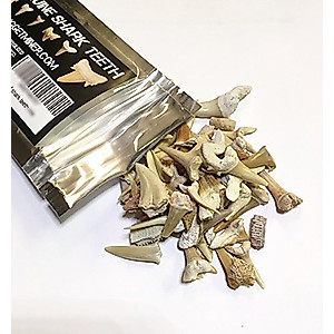 Bag of Genuine Shark Teeth - Fossilized Moroccan Teeth!